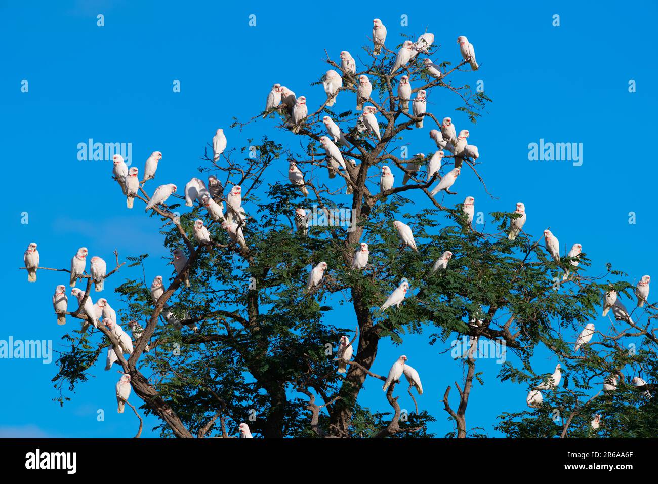 Native corella birds in tree top together with a blue sky background ...