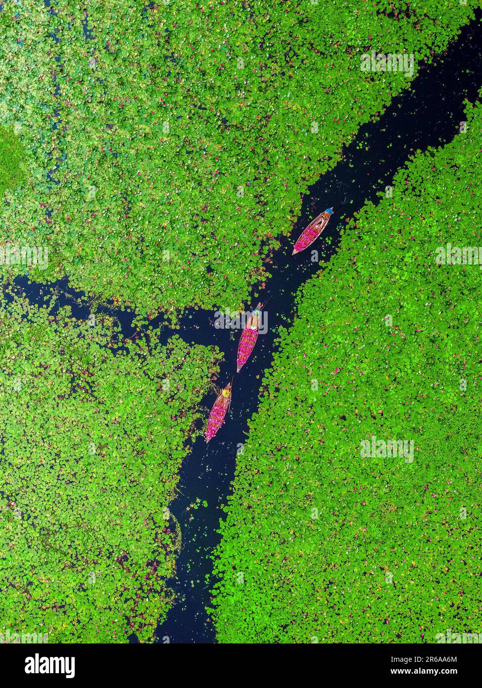 June 8, 2023, Barishal, Barishal, Bangladesh: Farmers are seen floating ...