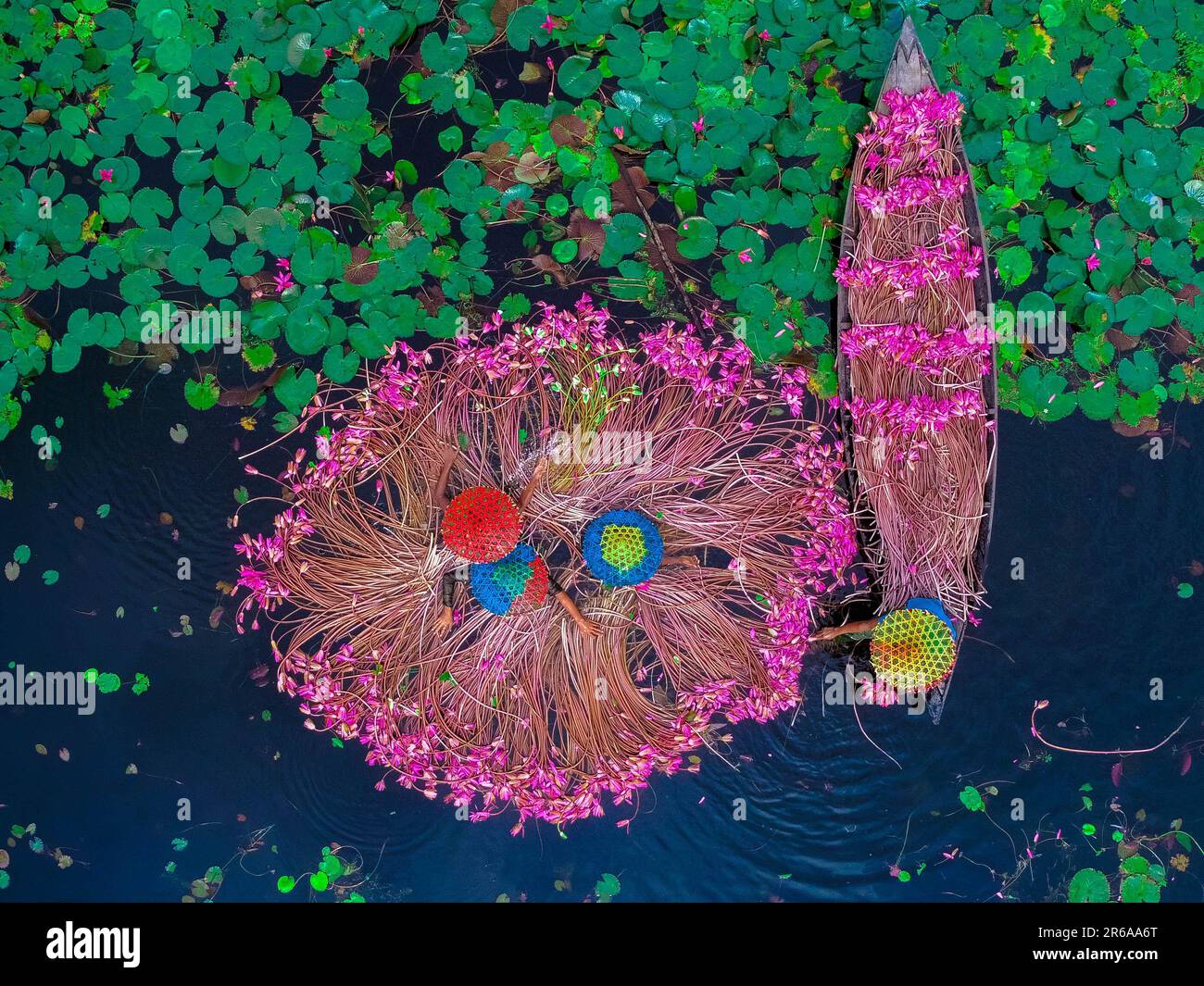 June 8, 2023, Barishal, Barishal, Bangladesh: Farmers are seen floating ...