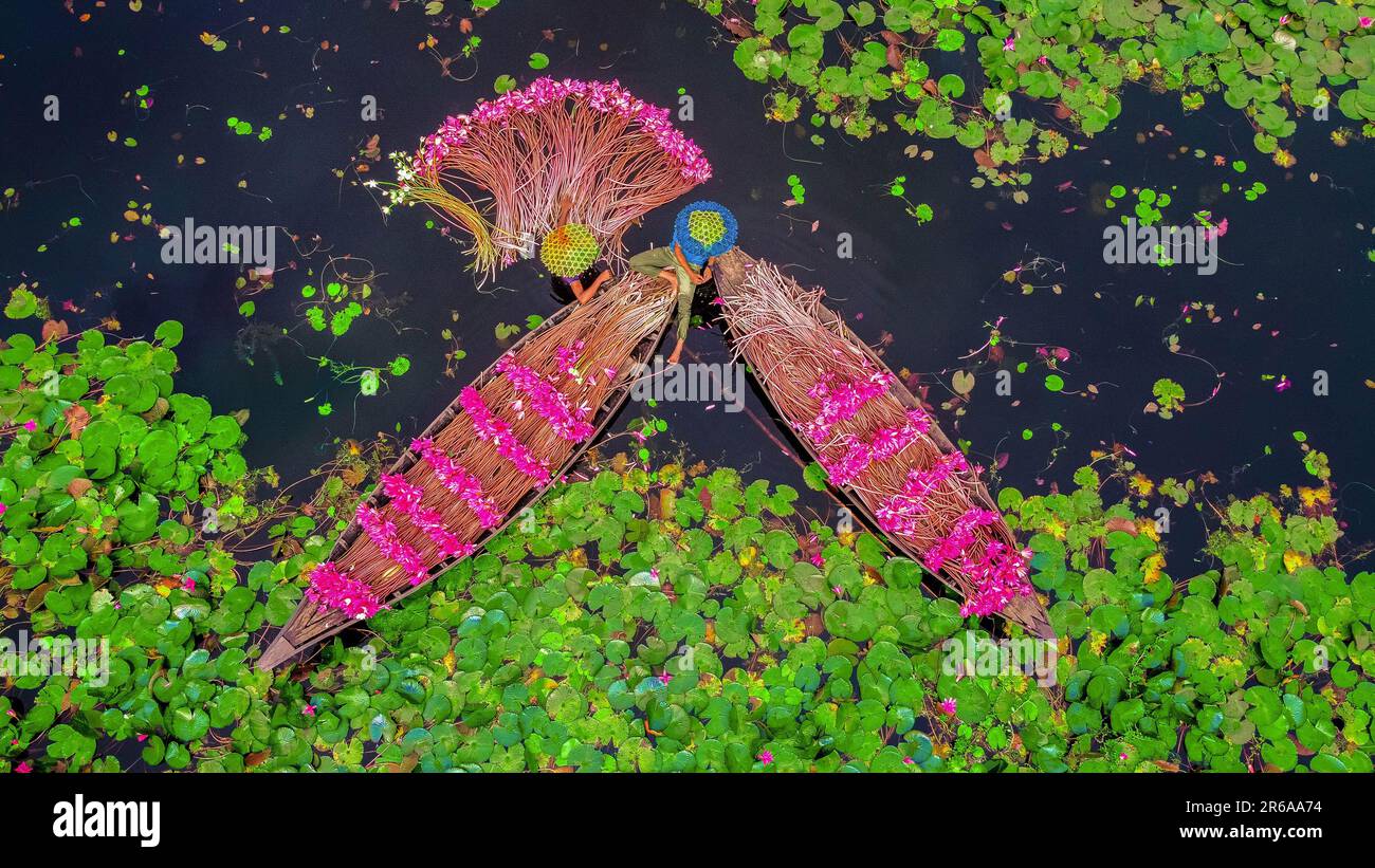 June 8, 2023, Barishal, Barishal, Bangladesh: Farmers are seen floating ...
