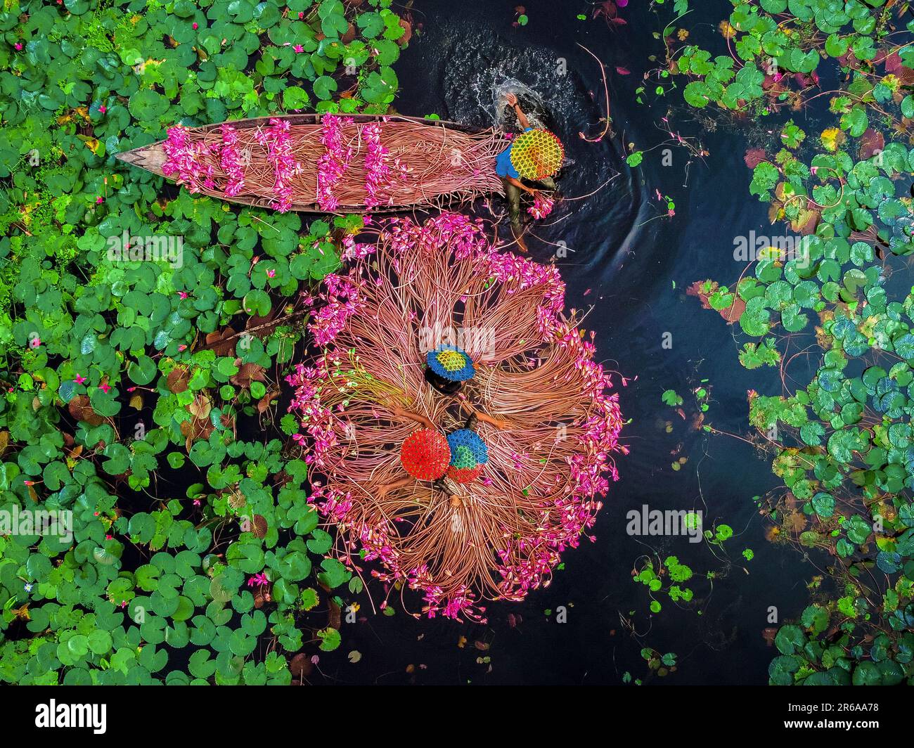 June 8, 2023, Barishal, Barishal, Bangladesh: Farmers are seen floating ...