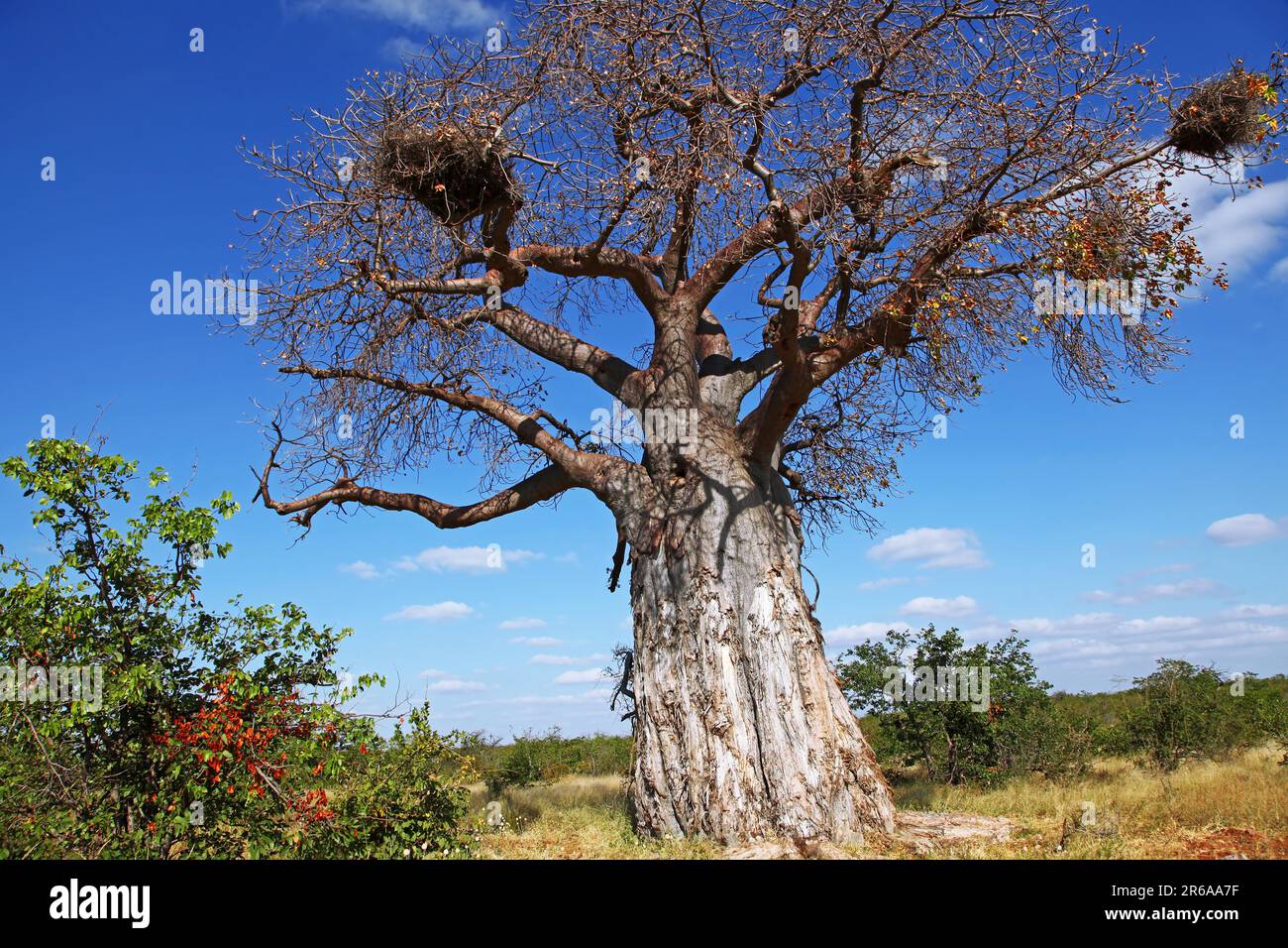 Affenbrotbaum, Mapungubwe-Nationalpark, S Stock Photo - Alamy