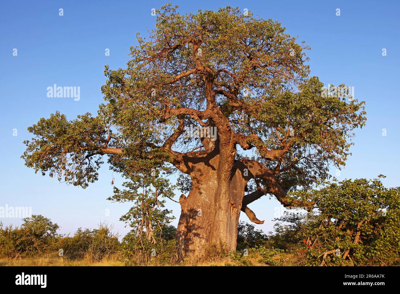 Affenbrotbaum, Mapungubwe-Nationalpark, S Stock Photo - Alamy