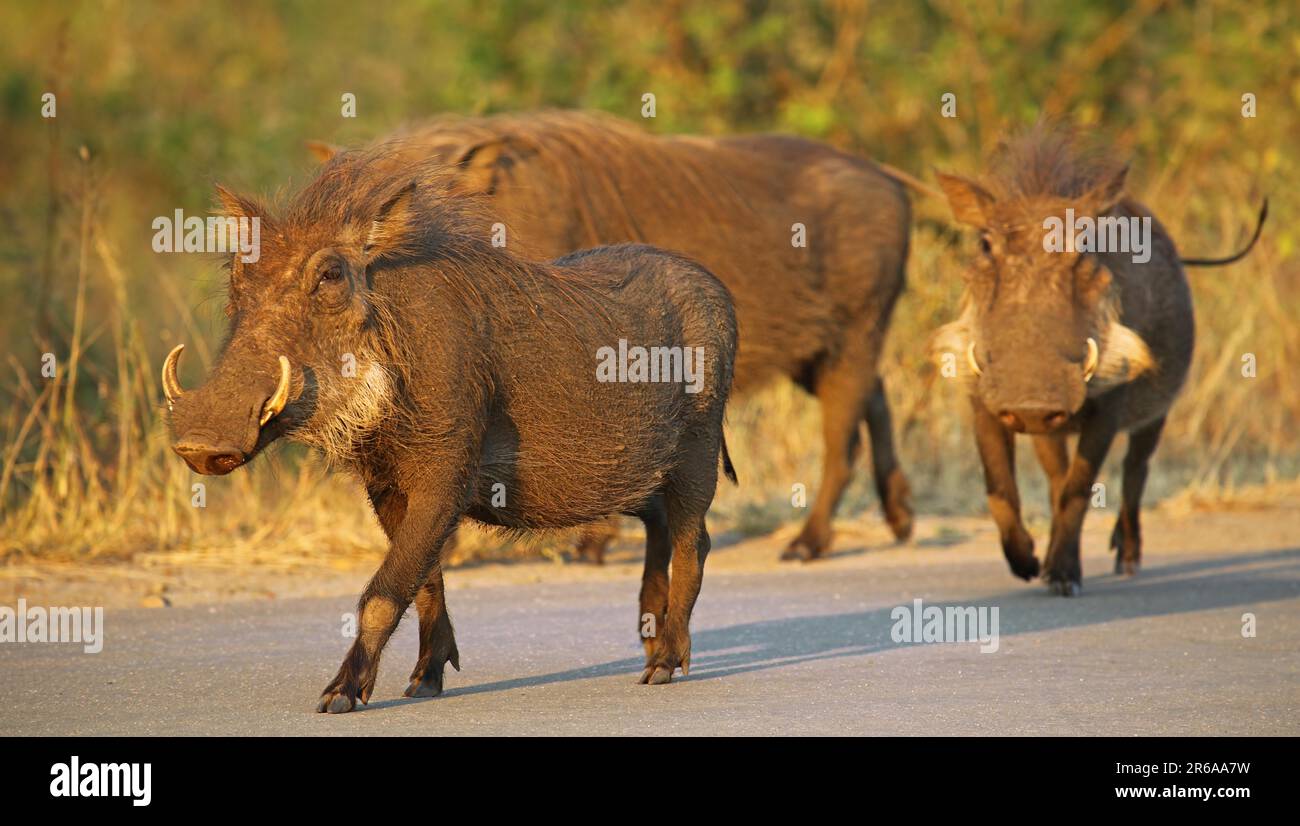Warthog observation hi-res stock photography and images - Alamy