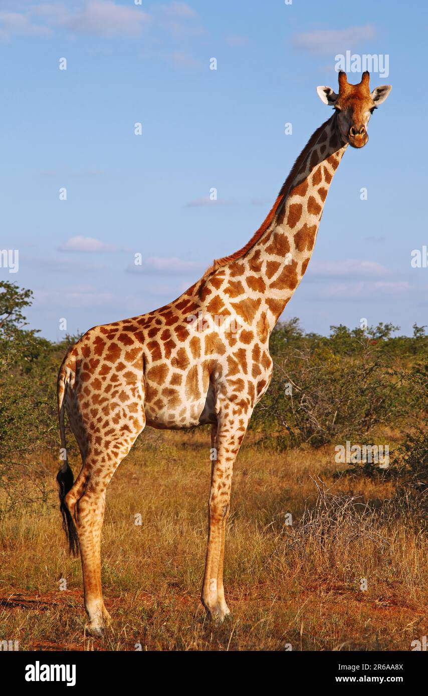 Giraffe grassland hi-res stock photography and images - Alamy