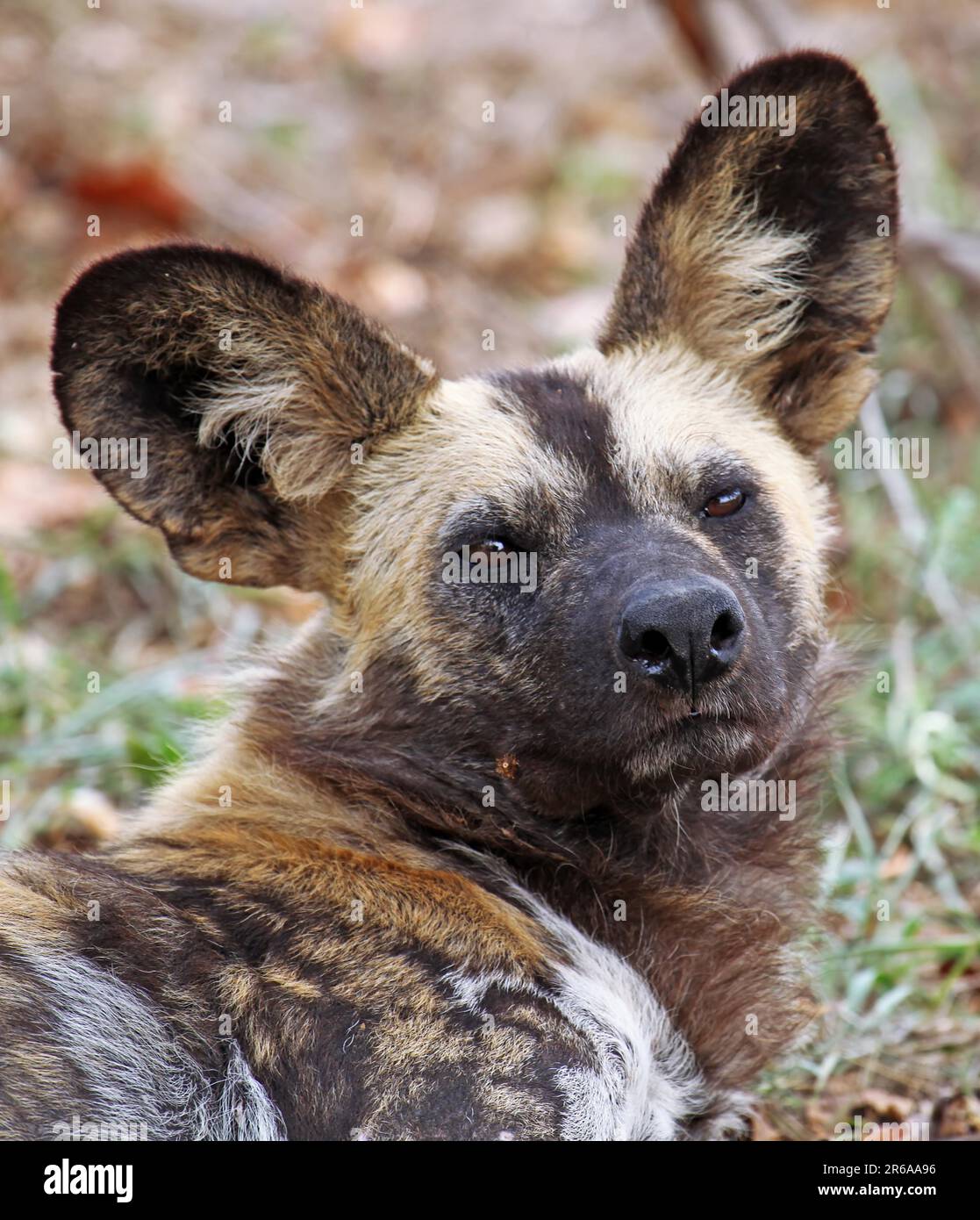 Wild dog, endangered, S Stock Photo - Alamy