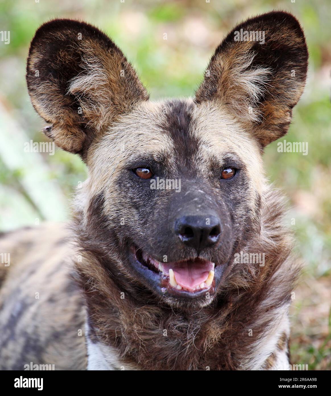 Wild dog, endangered, S Stock Photo - Alamy