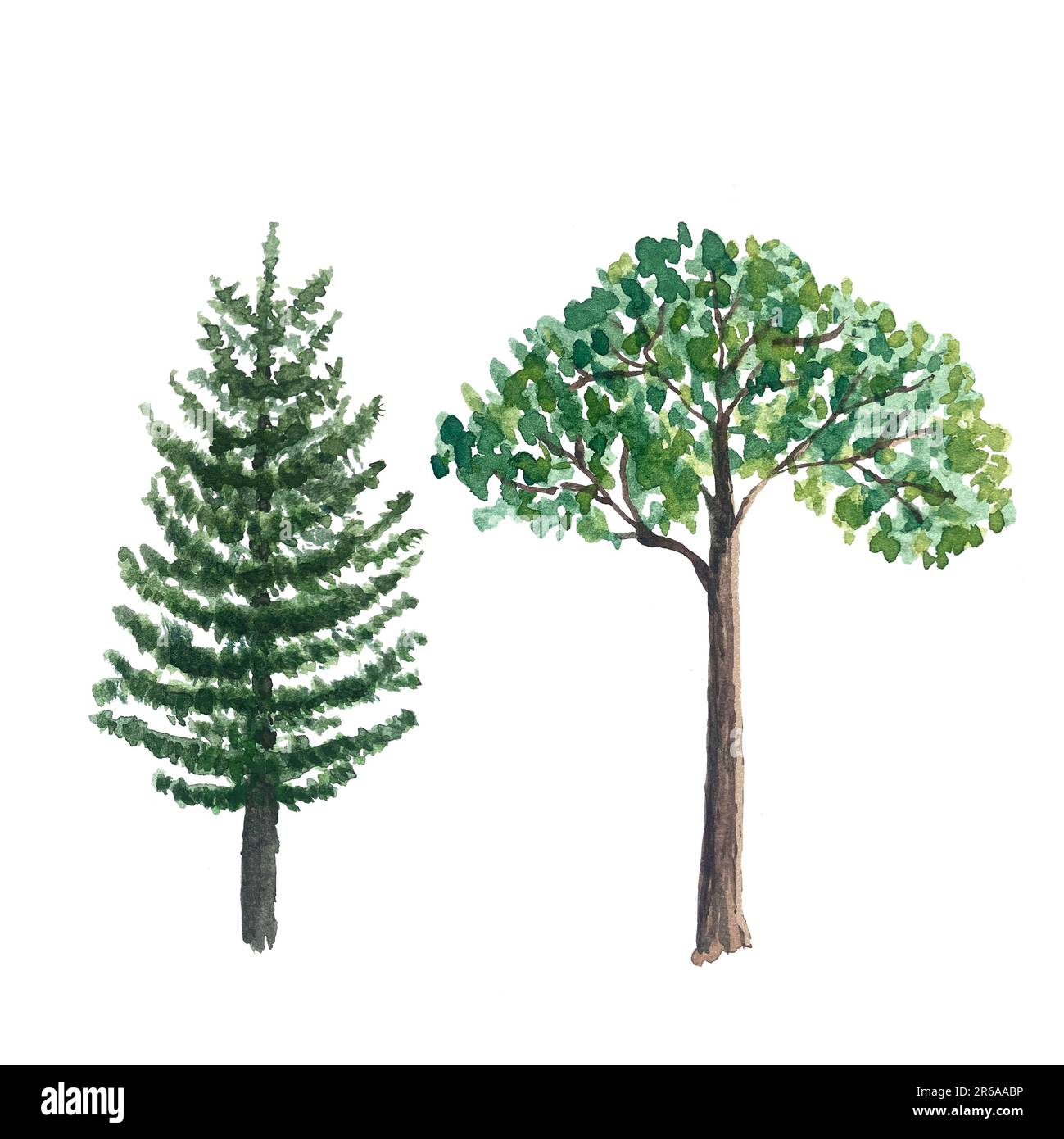 Young old organic fresh Cut Out Stock Images & Pictures - Alamy