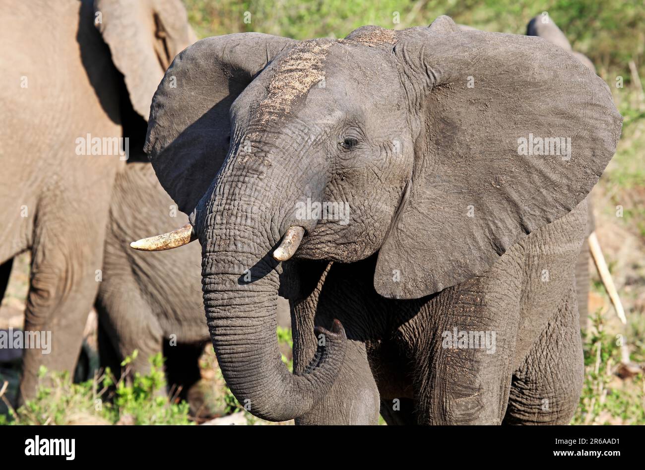 Elefant im nationalpark hi-res stock photography and images - Alamy
