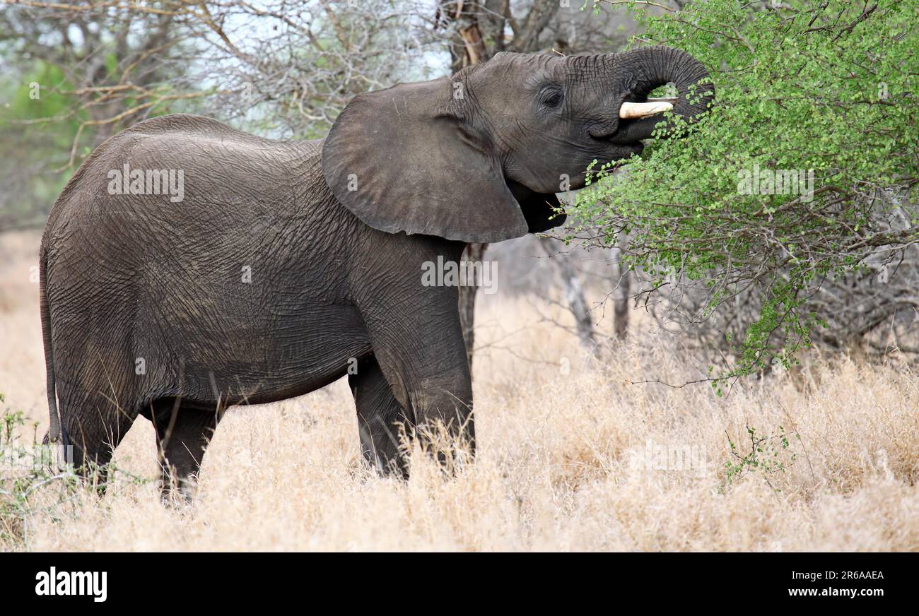 Elefant im nationalpark hi-res stock photography and images - Alamy