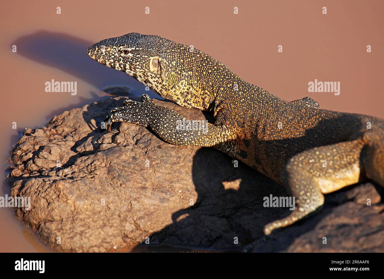 Nilwaran im Kruger Nationalpark, S Stock Photo - Alamy