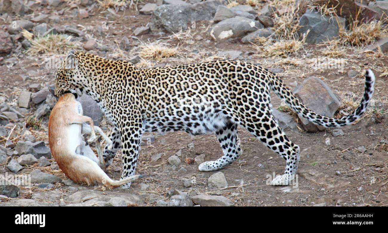Leopard mit Sharpe-Greisbock als Beute, Kruger Nationalpark, S Stock ...