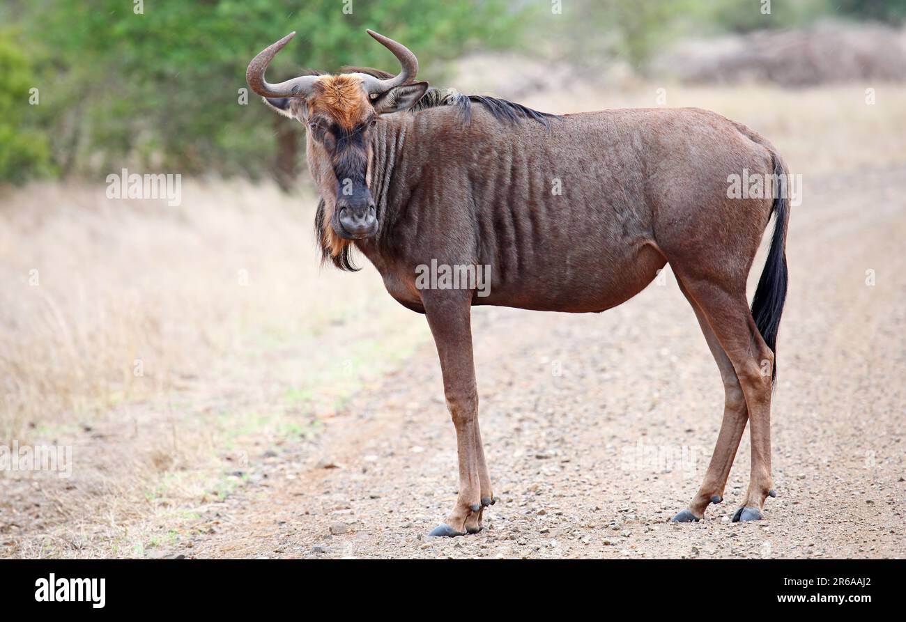 Streifengnu, blue wildebeest (Connochaetes taurinus), S Stock Photo - Alamy