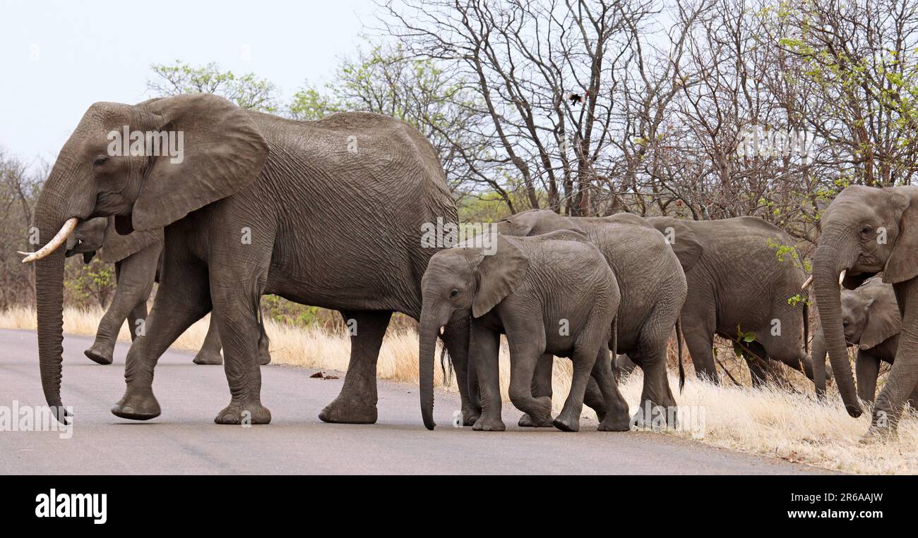 Elefanten queren Stra Stock Photo - Alamy