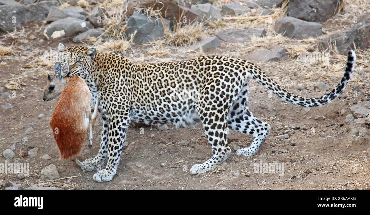 Leopard mit Sharpe-Greisbock als Beute, Kruger Nationalpark, S Stock ...