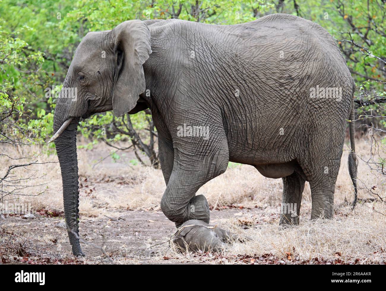 Elefantenmutter weckt ihr Neugeborenes im Kruger Nationalpark S Stock ...
