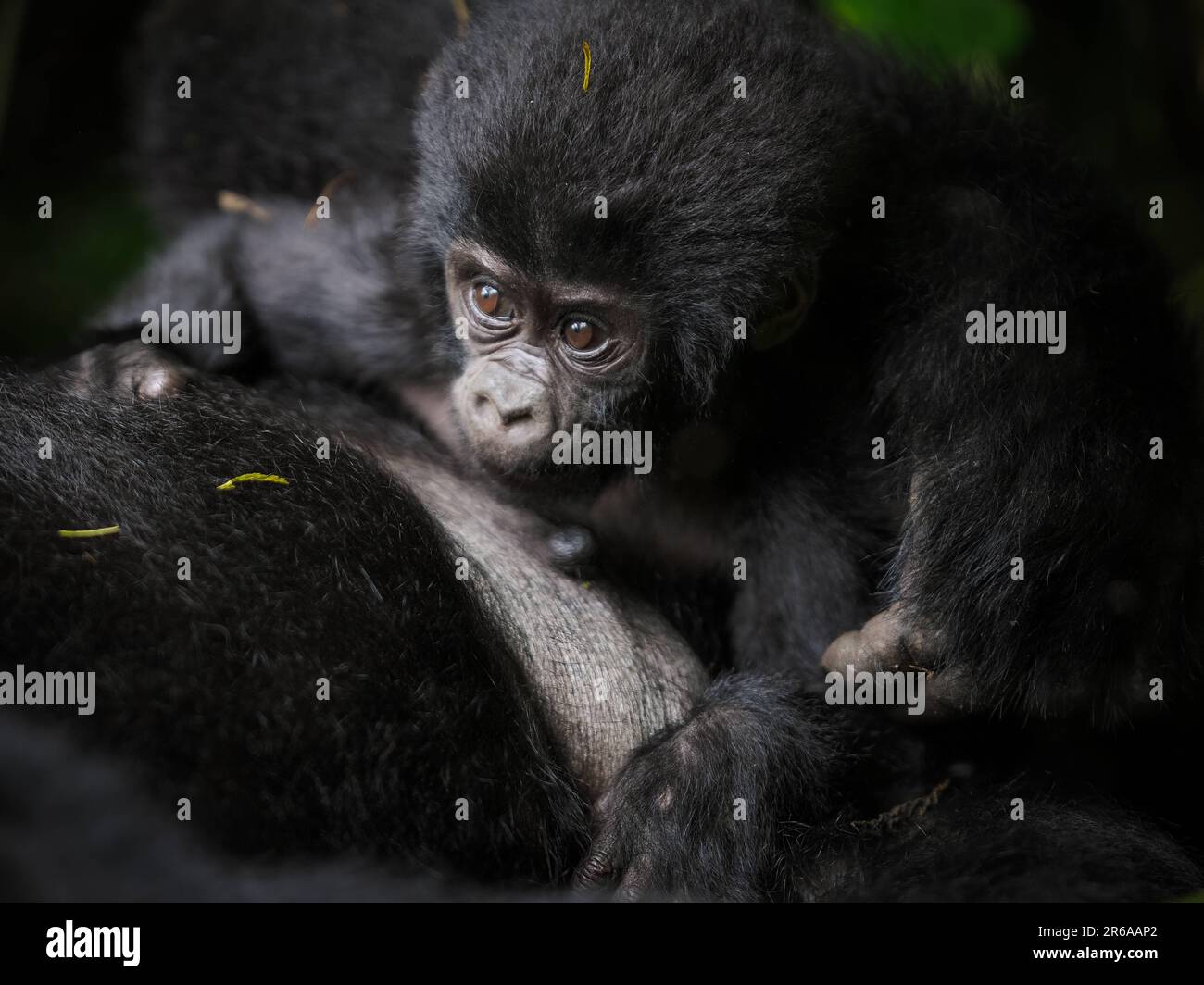 THE CUTEST baby gorilla has been photographed high in Ugandan mountains ...