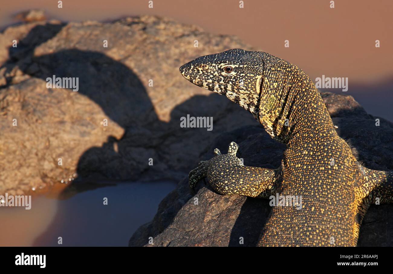 Nilwaran im Kruger Nationalpark, S Stock Photo - Alamy