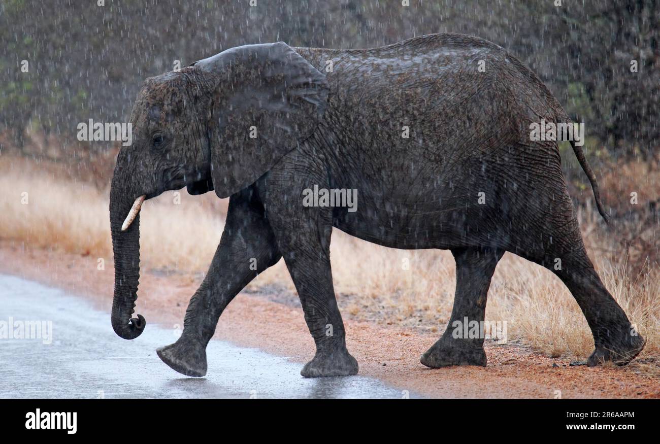African str hi-res stock photography and images - Alamy