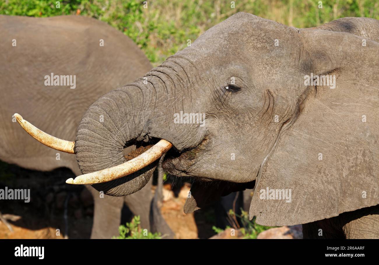 Elefant im nationalpark hi-res stock photography and images - Alamy