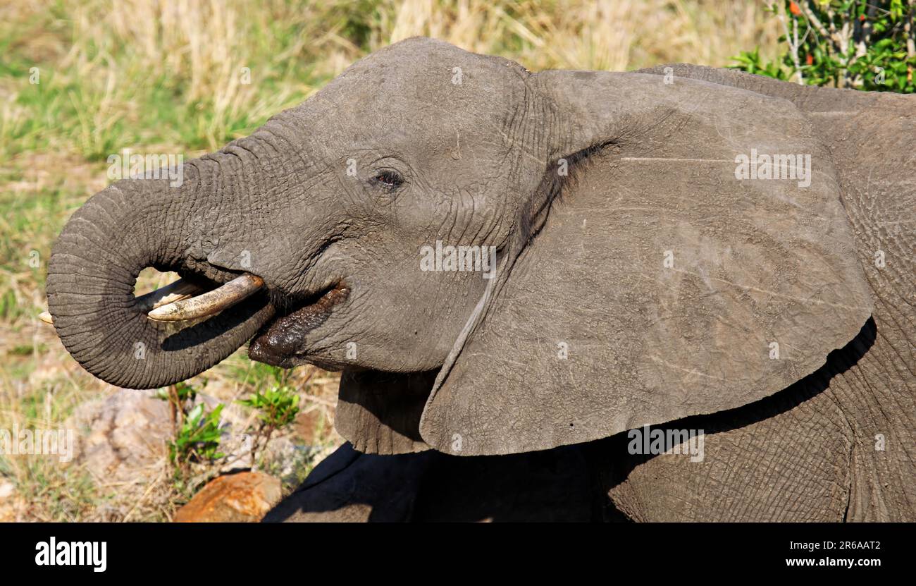 Elefant im nationalpark hi-res stock photography and images - Alamy