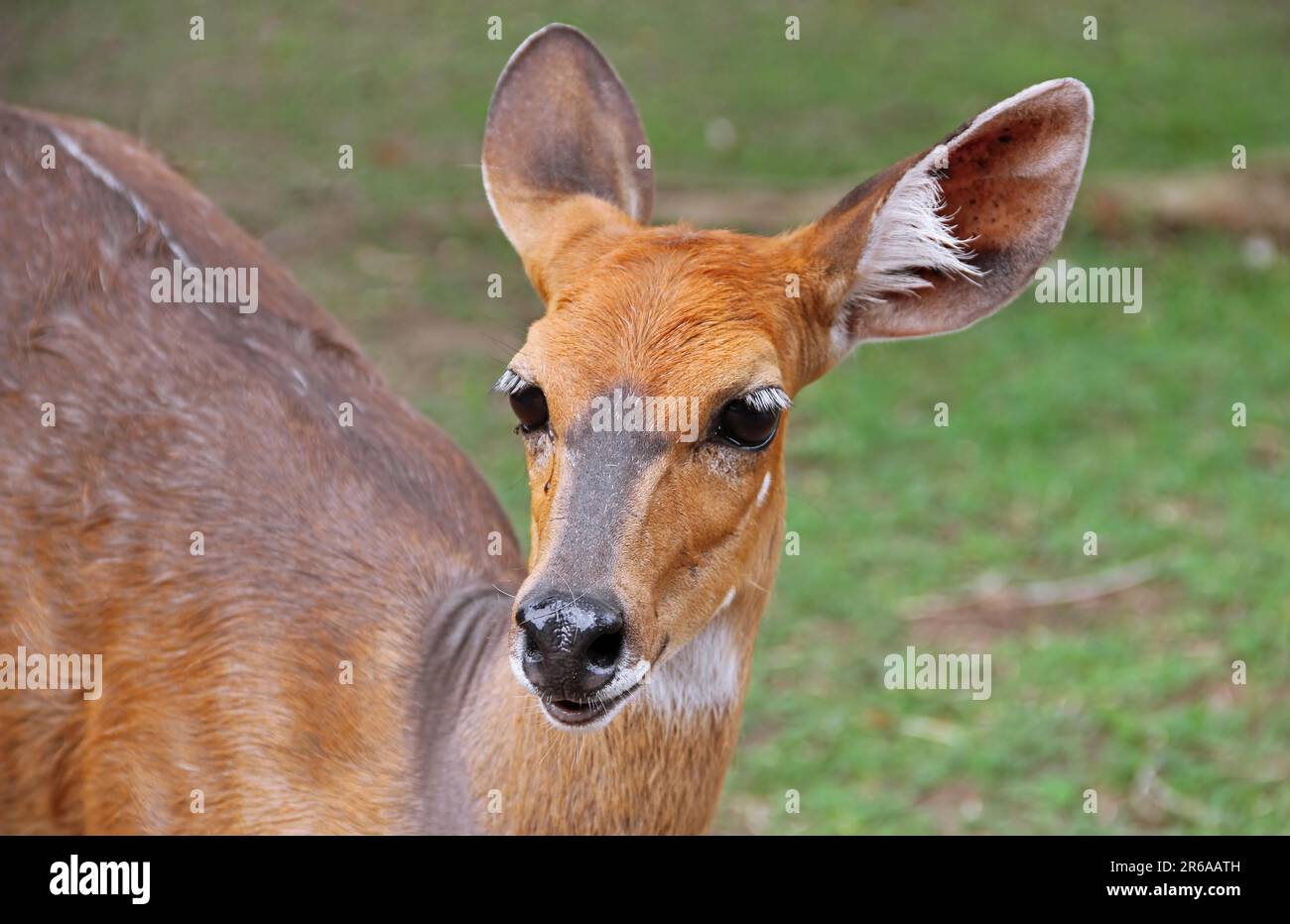 Buschbock hi-res stock photography and images - Alamy