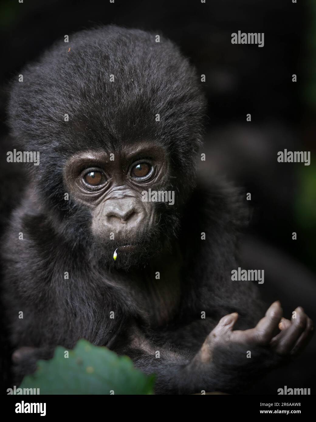 THE CUTEST baby gorilla has been photographed high in Ugandan mountains ...