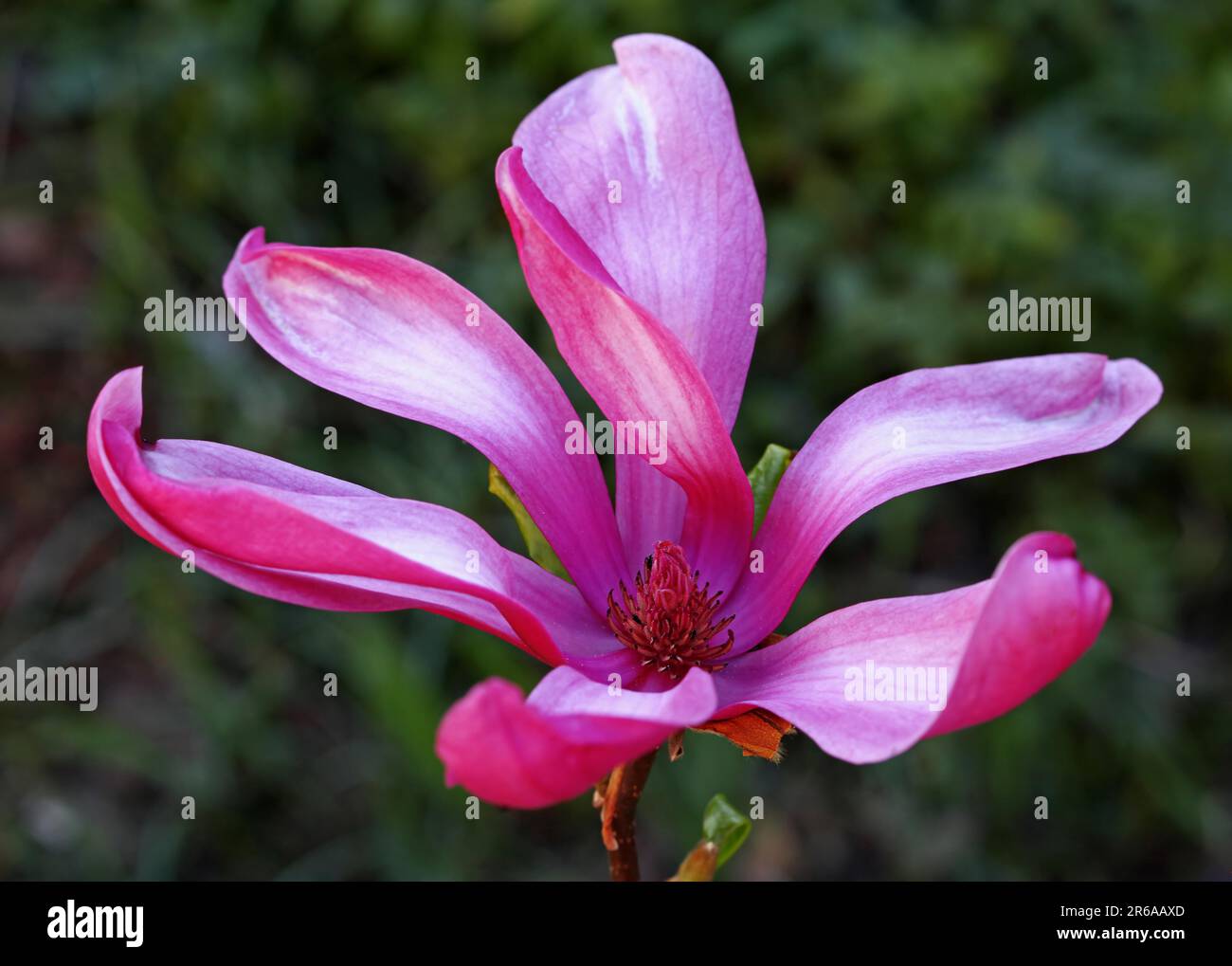 Tulip tree, Magnolia, Magnolia Stock Photo - Alamy