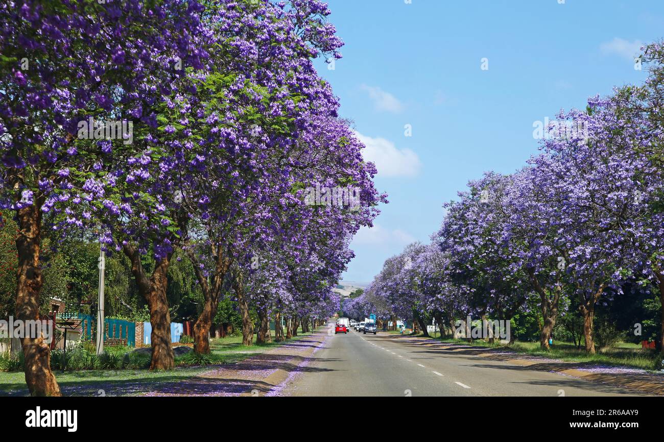 Jacaranda tree blossoms south africa hi-res stock photography and ...