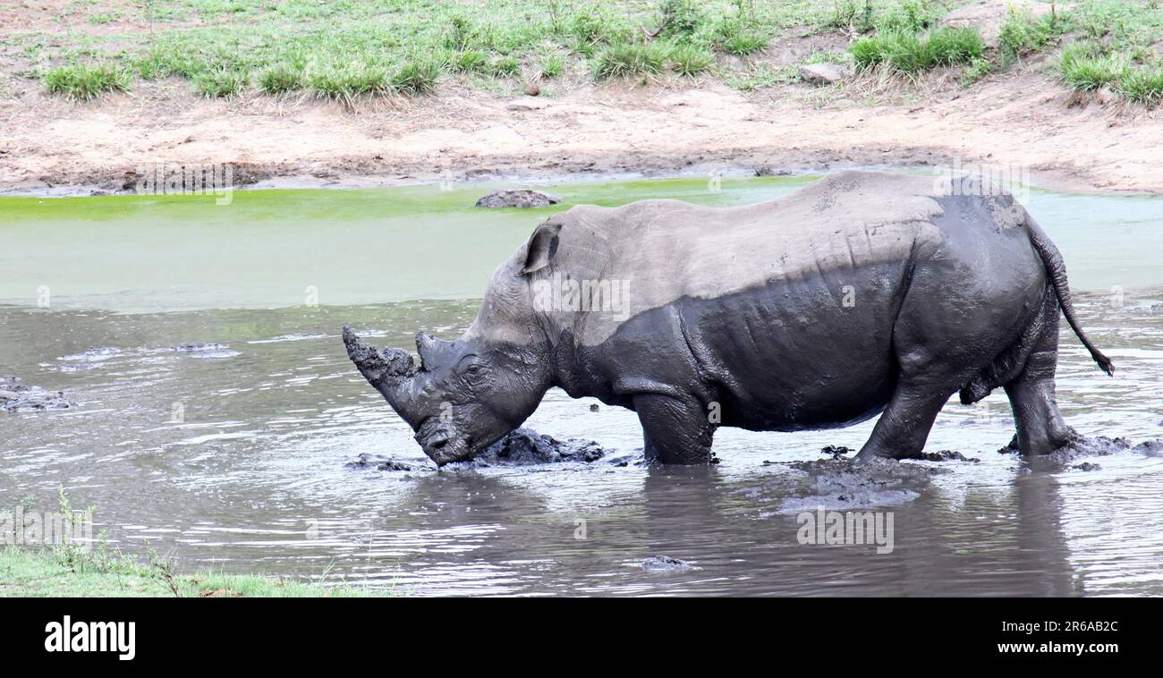 White rhino taking a mud bath, Kruger National Park, S Stock Photo - Alamy