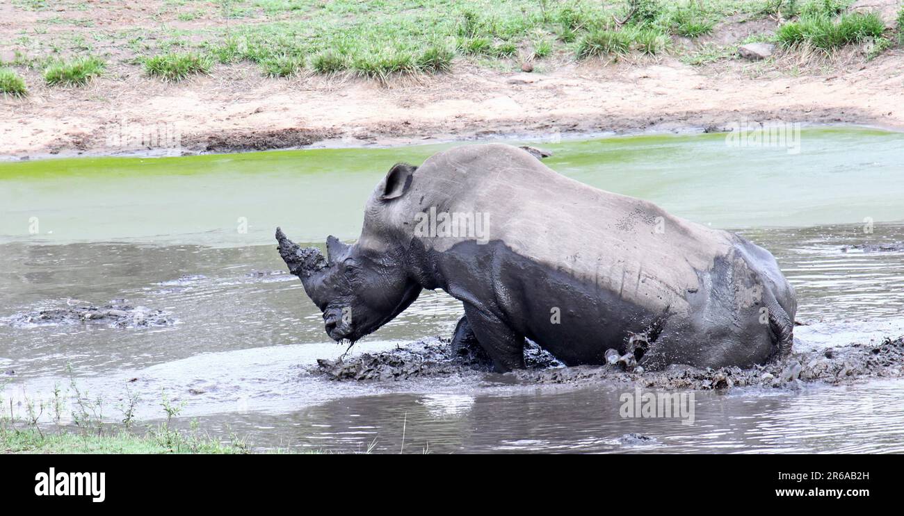 White rhino taking a mud bath, Kruger National Park, S Stock Photo - Alamy