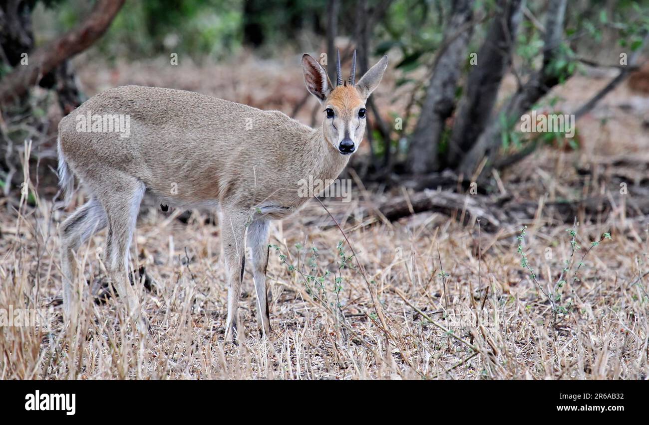 Duiker kruger hi-res stock photography and images - Alamy