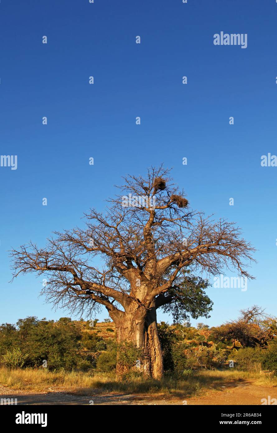 Affenbrotbaum, Mapungubwe-Nationalpark, S Stock Photo - Alamy