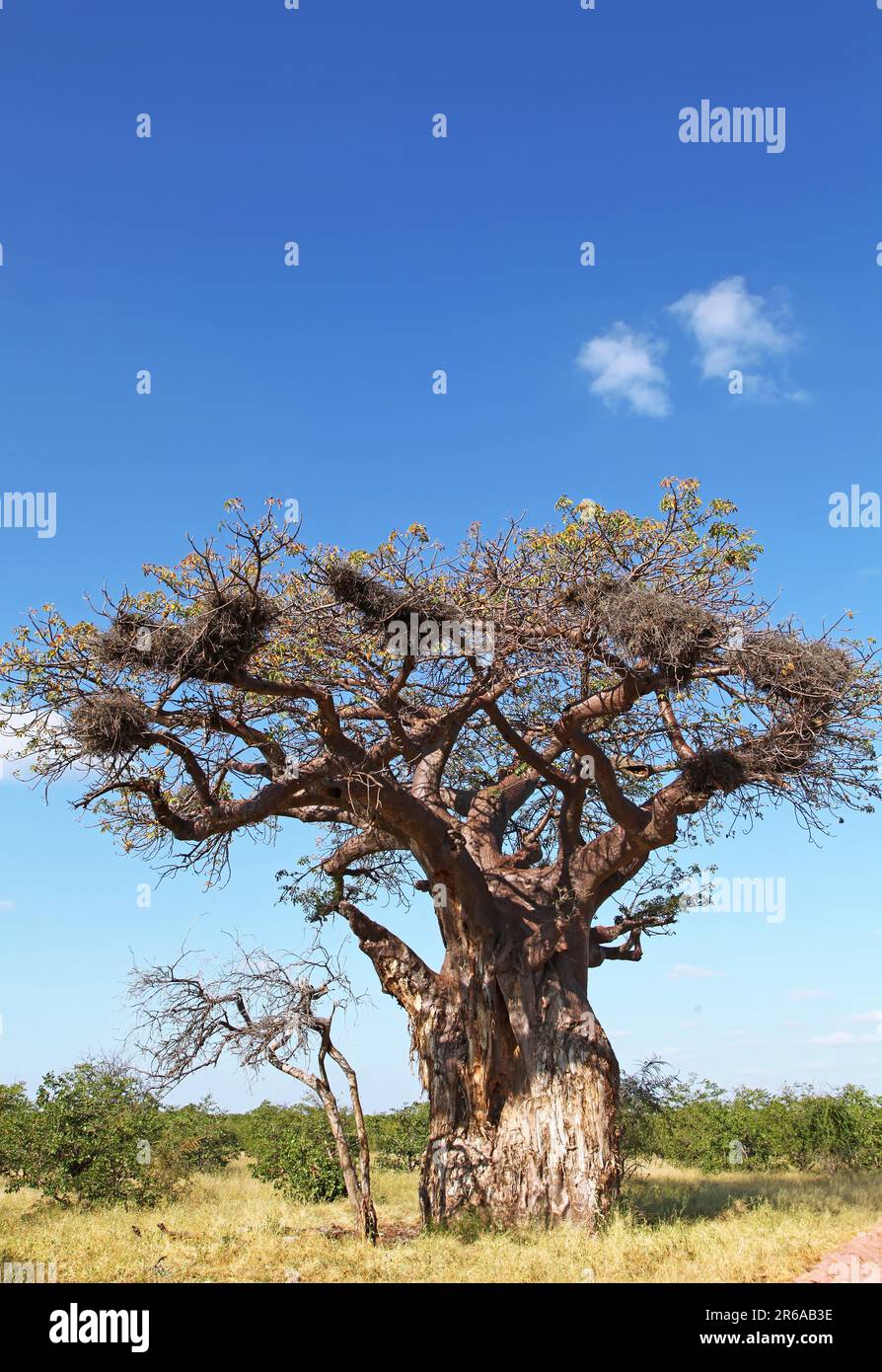 Affenbrotbaum, Mapungubwe-Nationalpark, S Stock Photo - Alamy