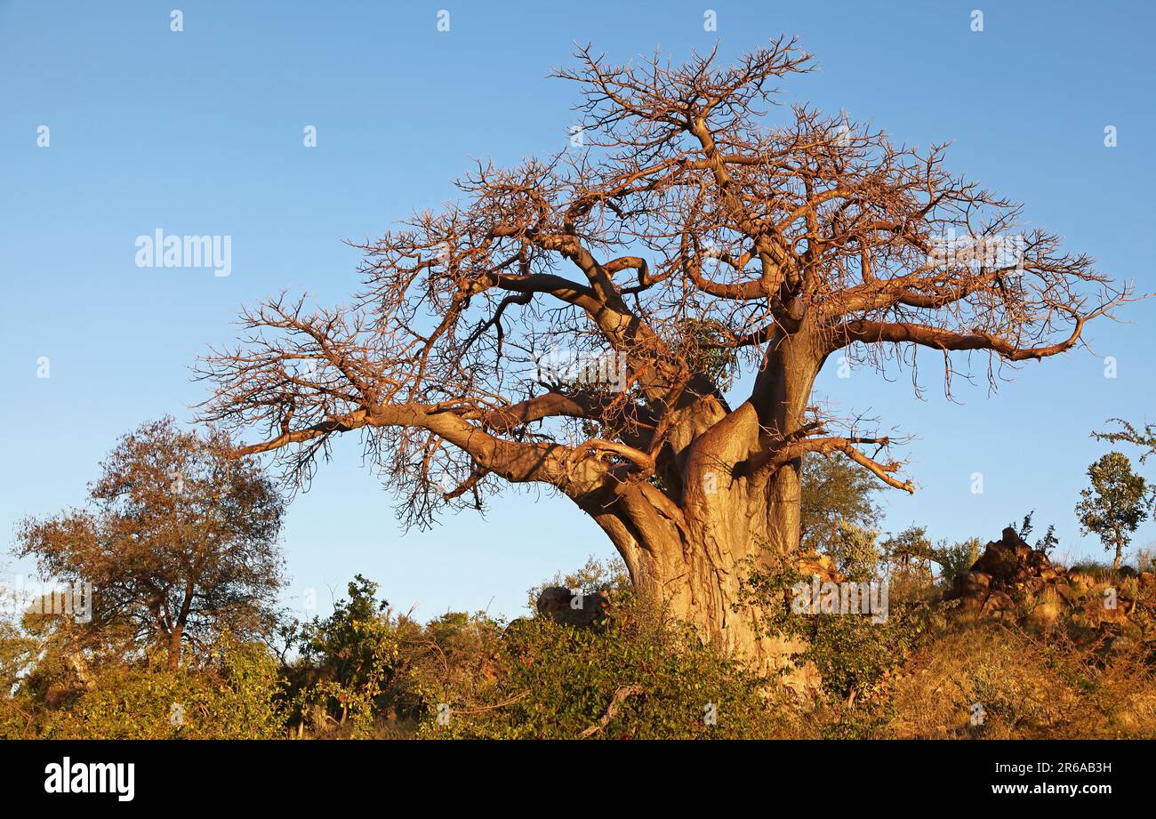 Affenbrotbaum, Mapungubwe-Nationalpark, S Stock Photo - Alamy