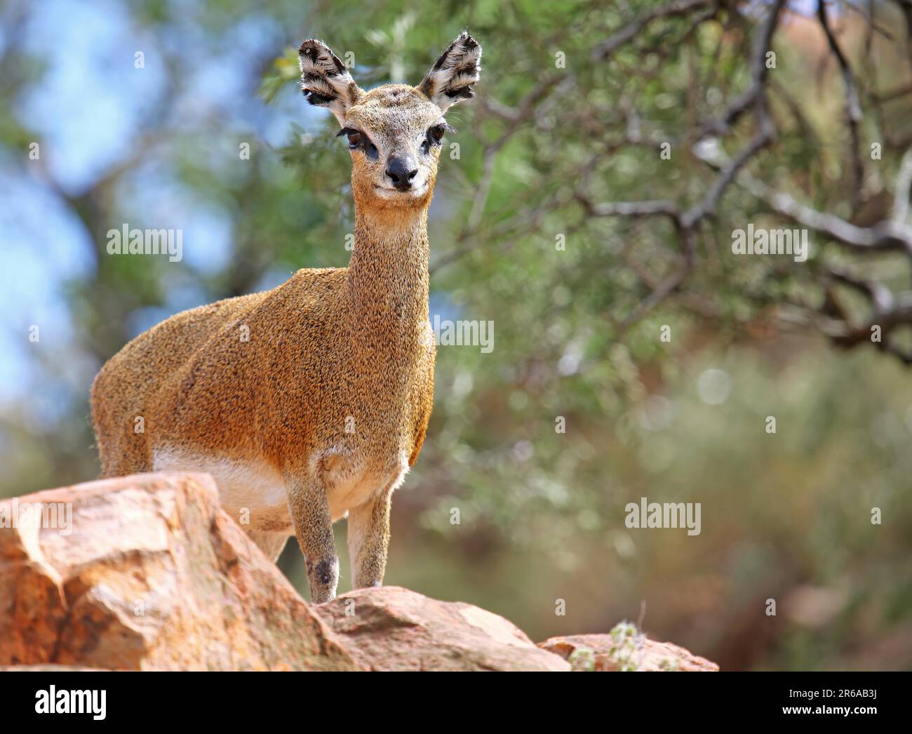 Cliff springer hi-res stock photography and images - Alamy