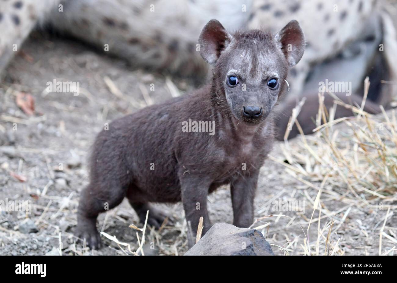 Cute young spotted hyena hi-res stock photography and images - Alamy