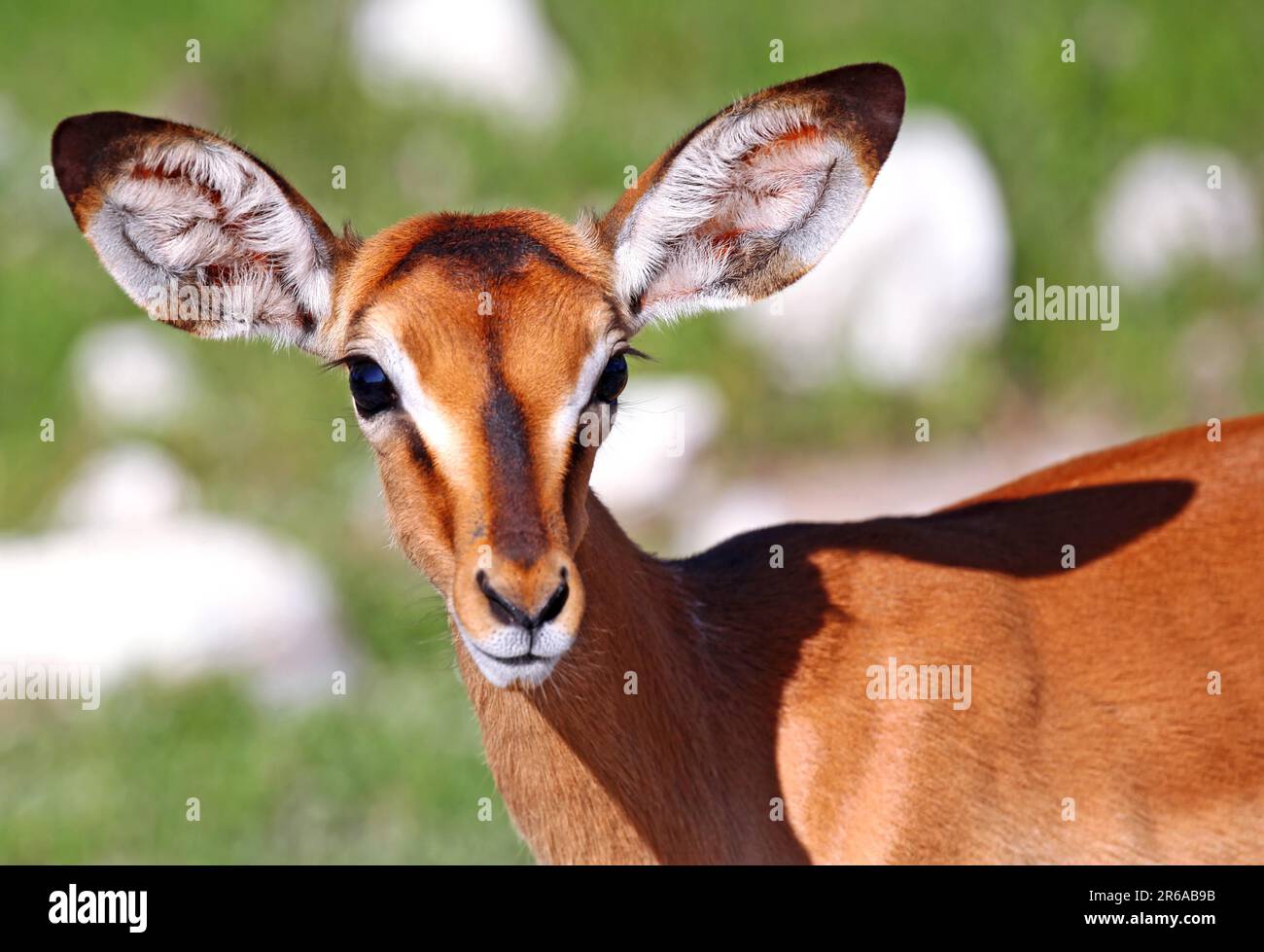 Young black faced impala hi-res stock photography and images - Alamy