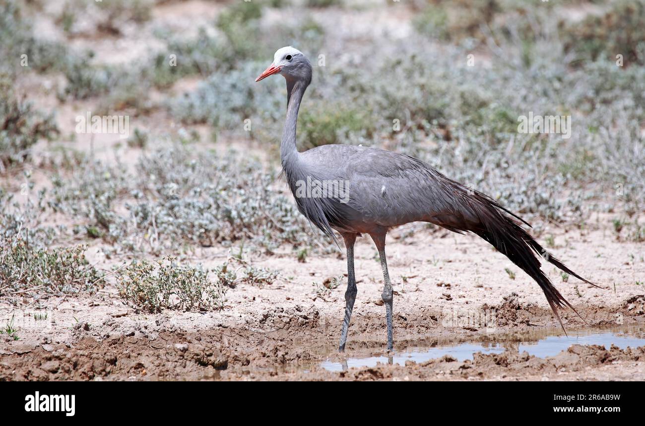 Paradise crane, Etosha National Park, Namibia, paradise crane, Etosha ...