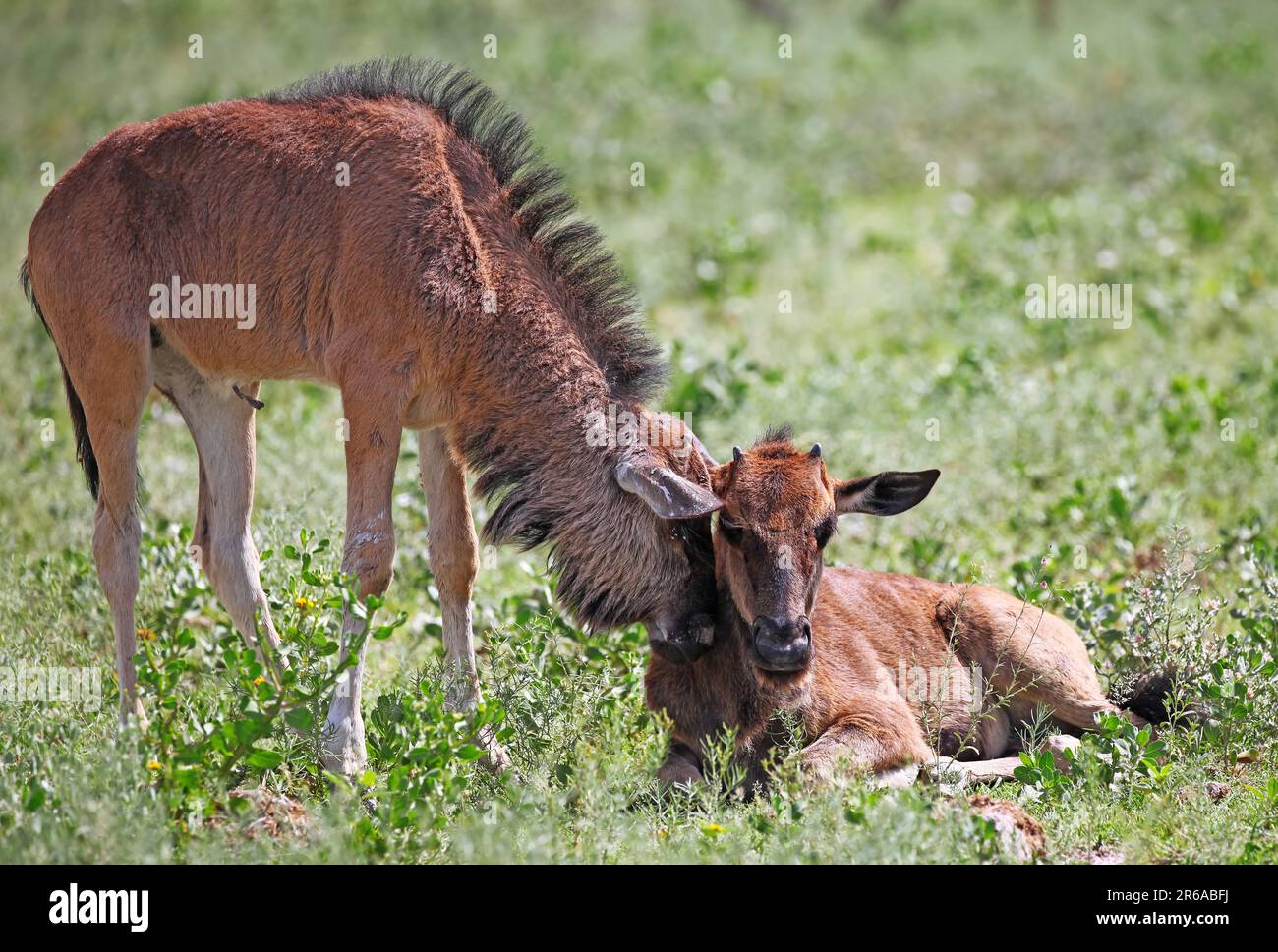 Very young wildebeests, Etosha, Namibia, very young wildebeests, Etosha, Namibia Stock Photo - Alamy