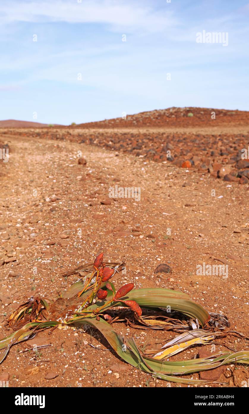 Welwitschia mirabilis female hi-res stock photography and images - Alamy