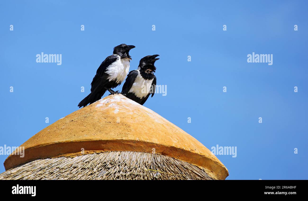 South african crow hi-res stock photography and images - Alamy