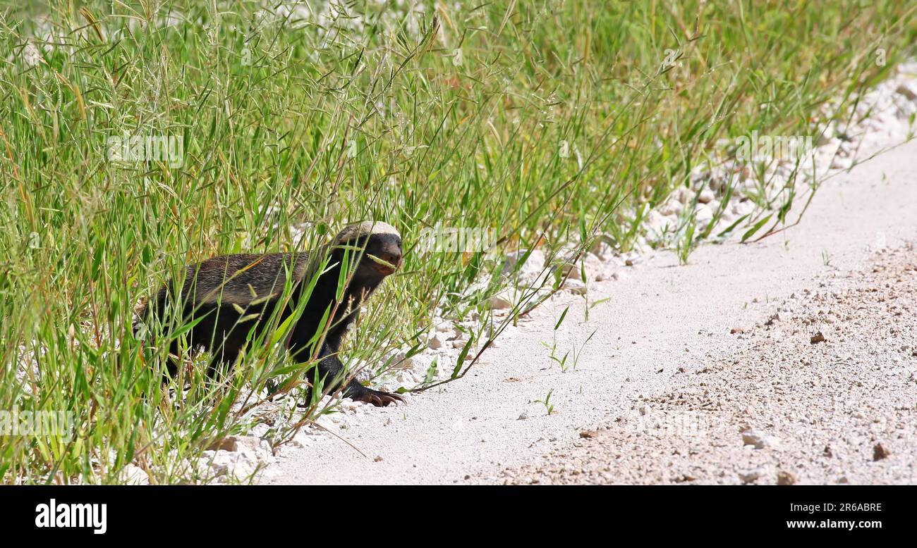 African badger hi-res stock photography and images - Alamy