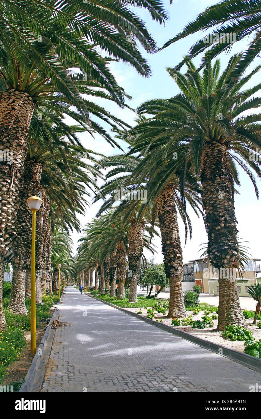 Palm walk on the K Stock Photo - Alamy