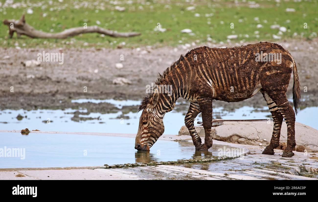 Hartmanns mountain zebra hi-res stock photography and images - Alamy