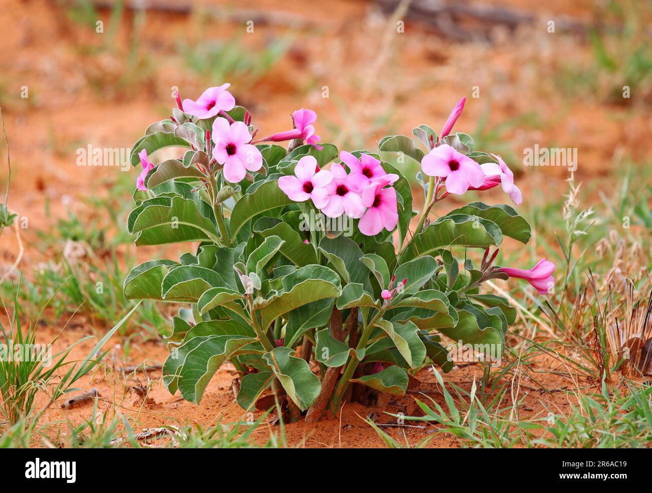 Namibian rose hi-res stock photography and images - Alamy