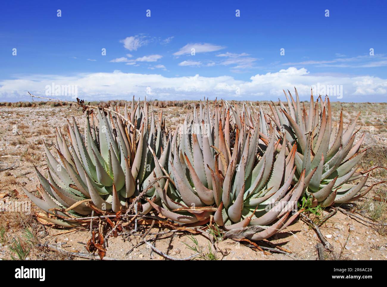 Landscape with aloe Namibia, landscape with aloe in Namibia Stock Photo ...