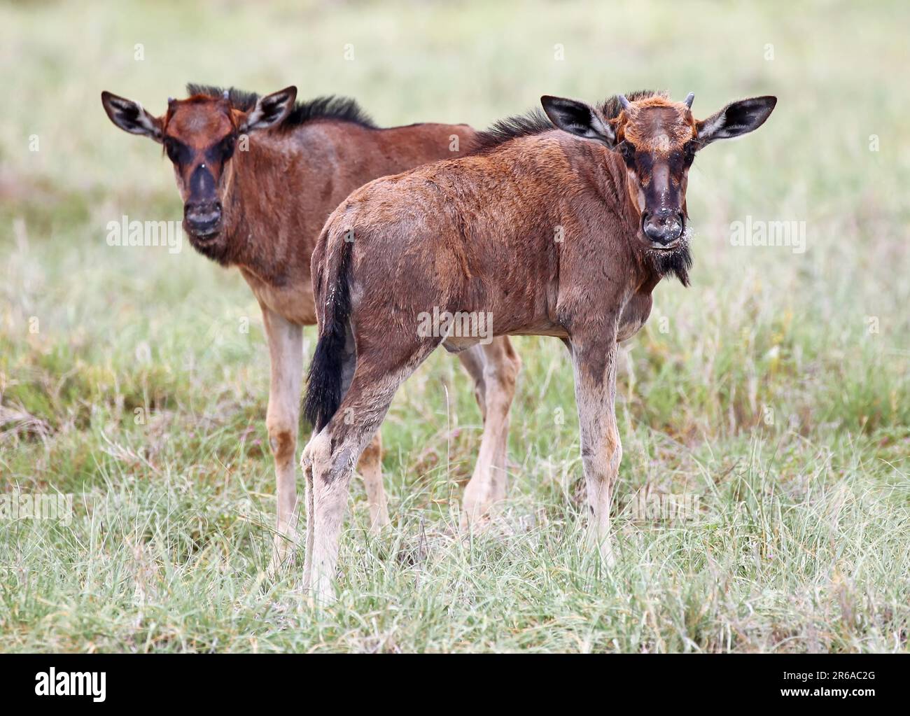 Sweet hartebeest hi-res stock photography and images - Alamy