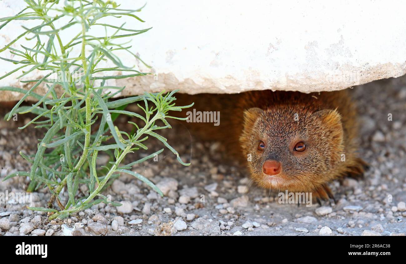 Banded mongoose observation hi-res stock photography and images - Alamy