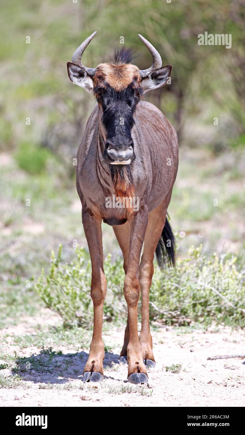 Gnu, Etosha, Namibia, wildebeest, Etosha, Namibia Stock Photo - Alamy